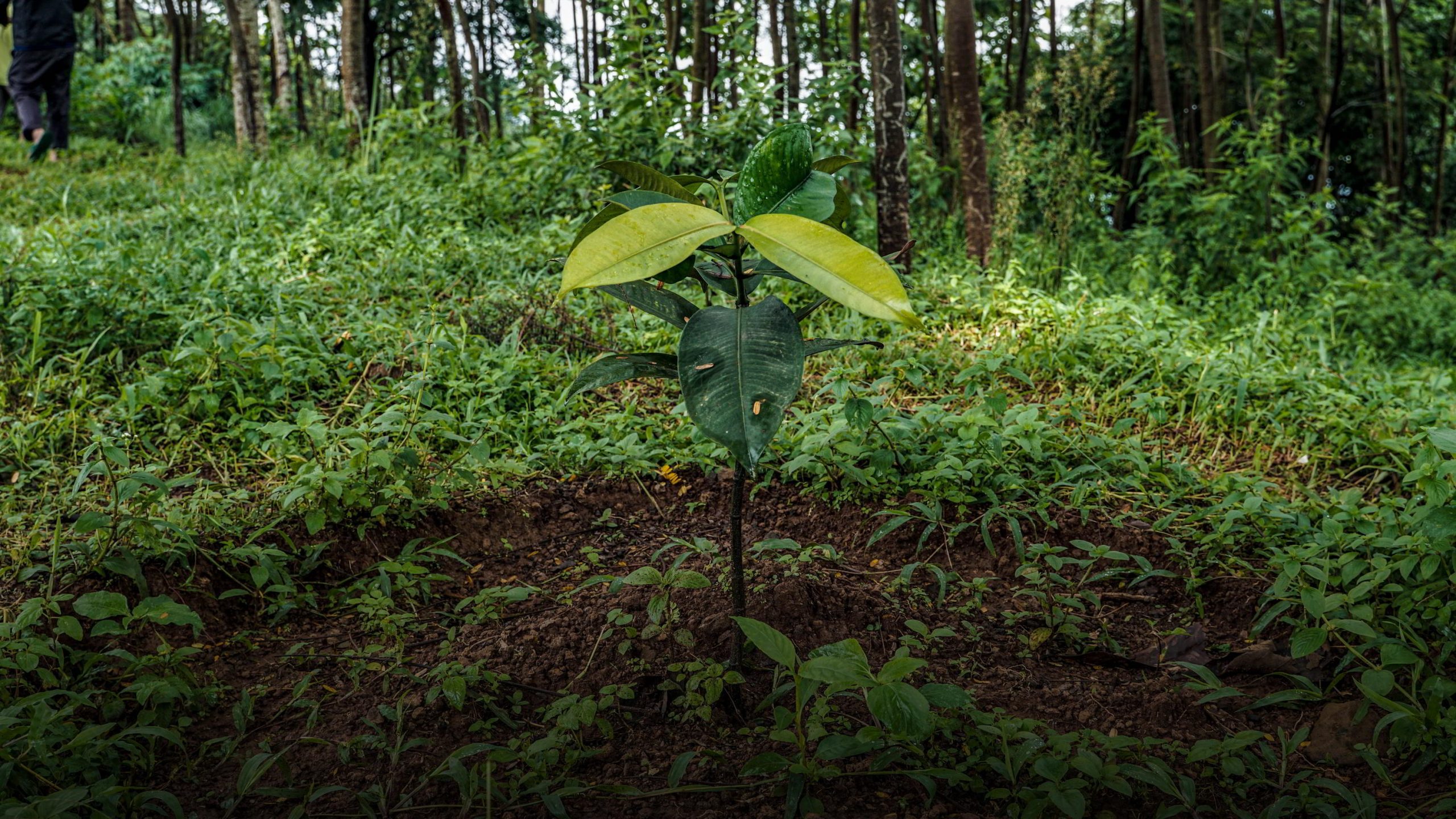 Mangosteen (Garcinia mangostana) - Trees4Trees - tree planting | donate ...