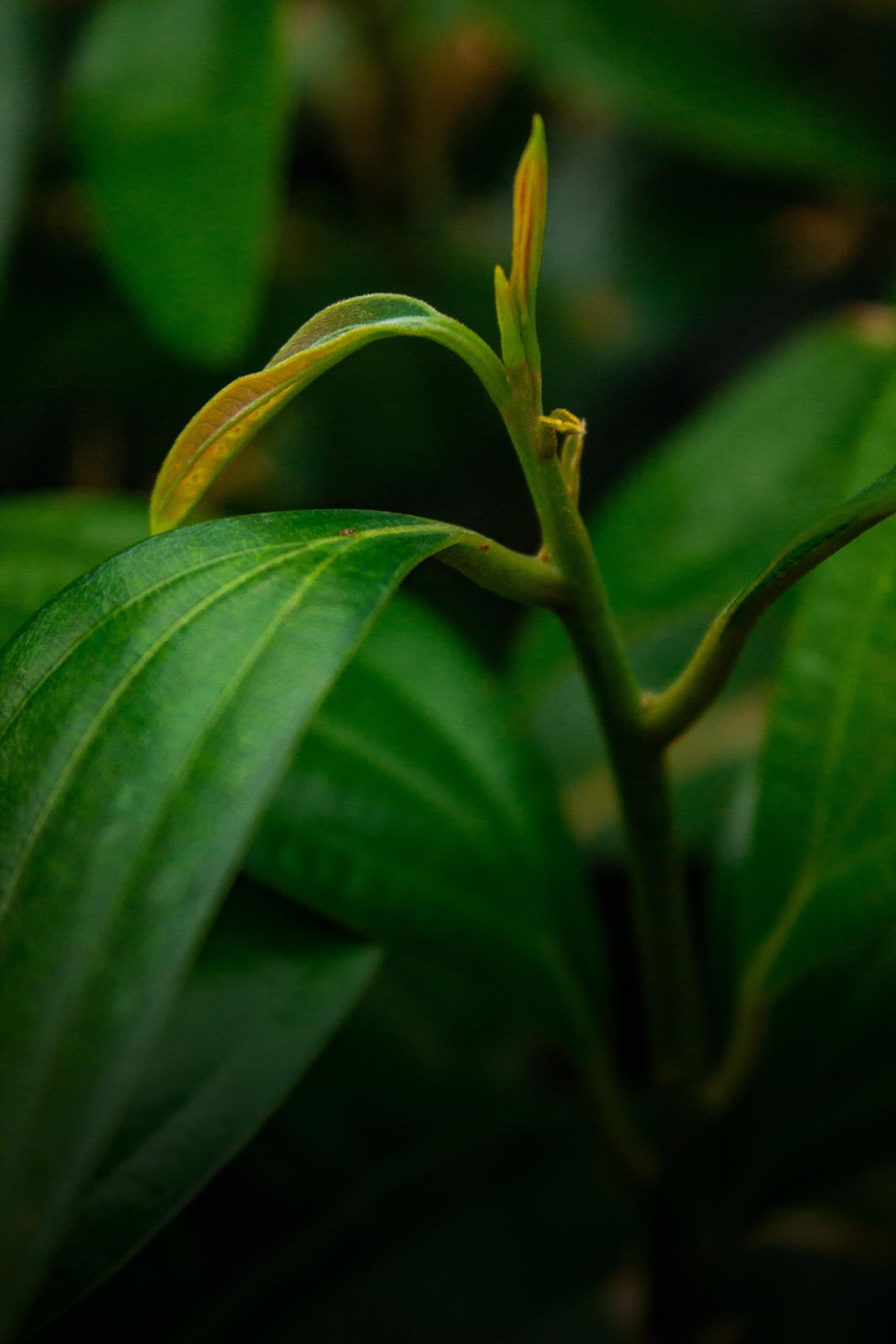 Cinnamon (Cinnamomum Sp) - Trees4Trees - tree planting | donate trees ...