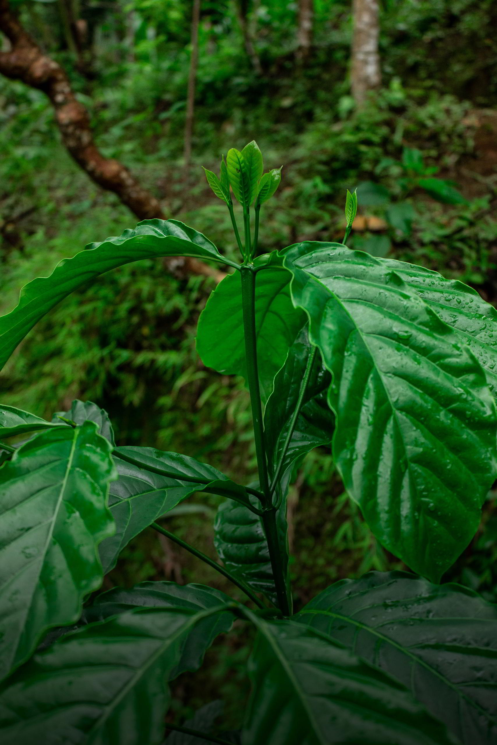 Coffee (Coffea, Sp) - Trees4Trees - tree planting | donate trees ...