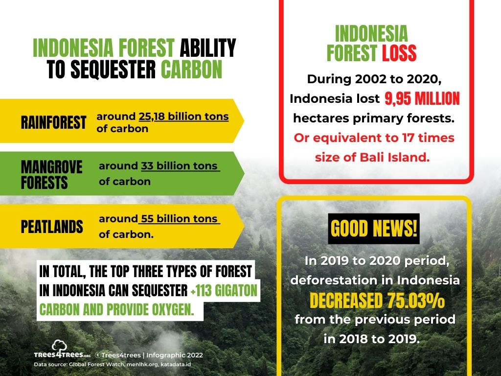 Indonesian Forest One Of The Largest In The World