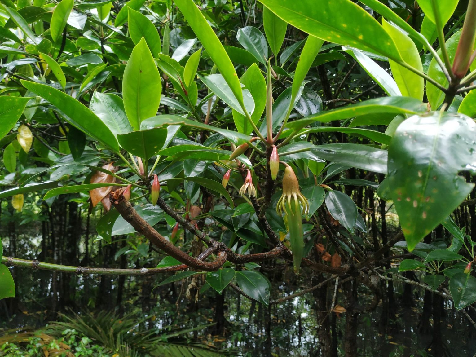 Mangroves Types in Indonesia and Their Benefits - Trees4Trees - tree ...