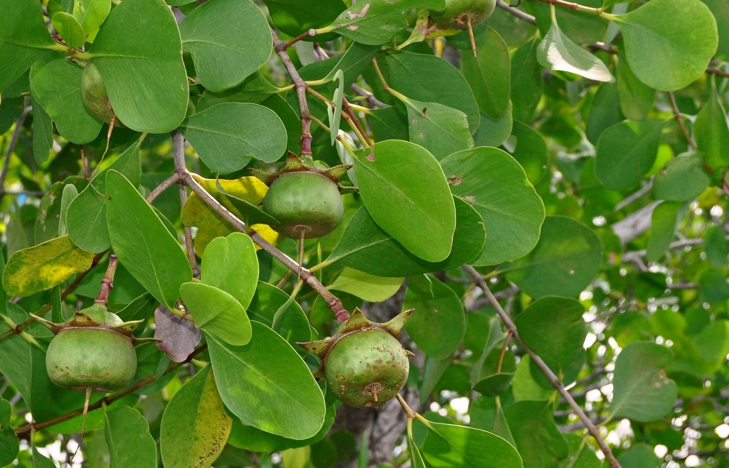 Mangroves Types in Indonesia and Their Benefits - Trees4Trees - tree ...