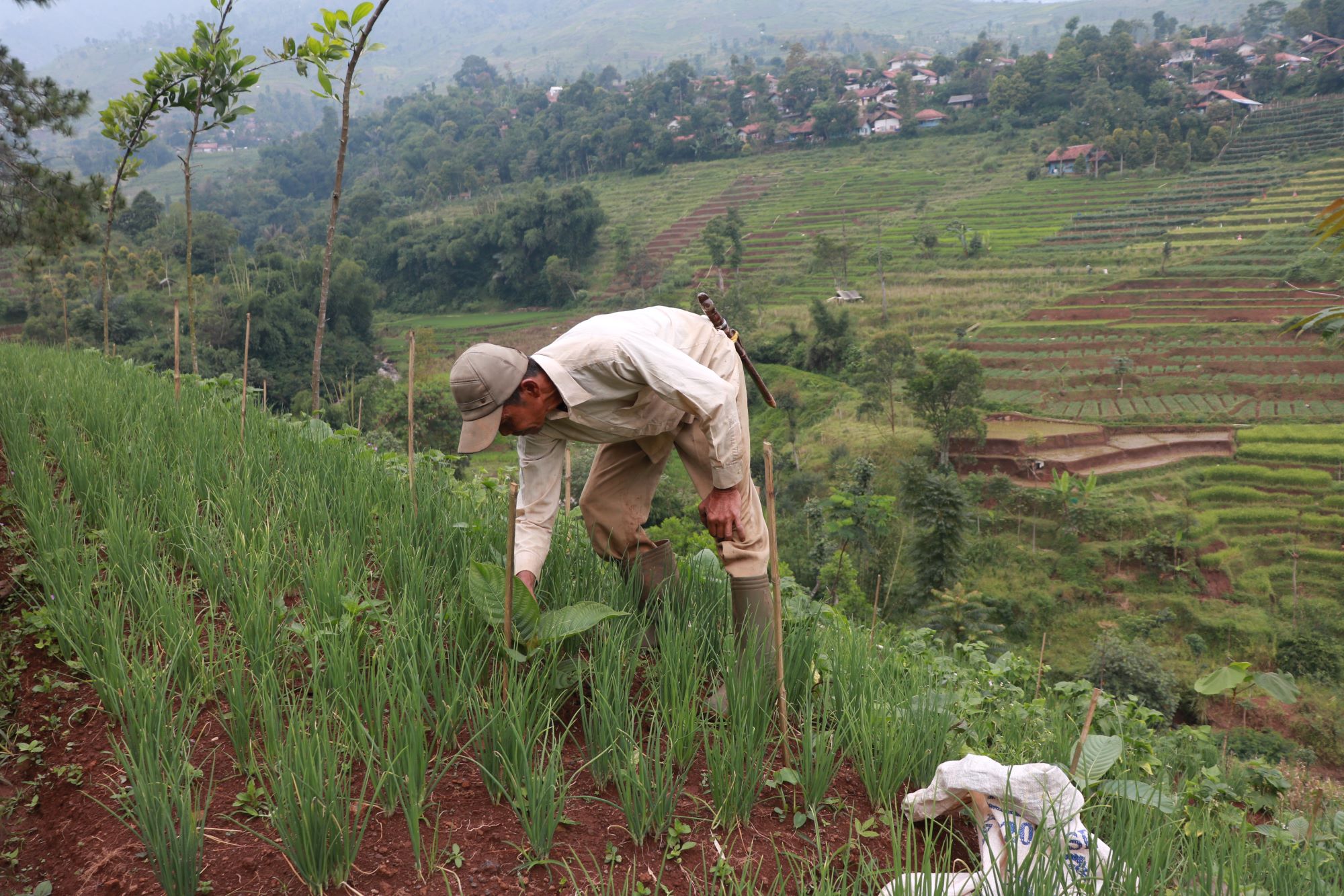 Iju's Passion for Planting Trees: Beyond the Harvest