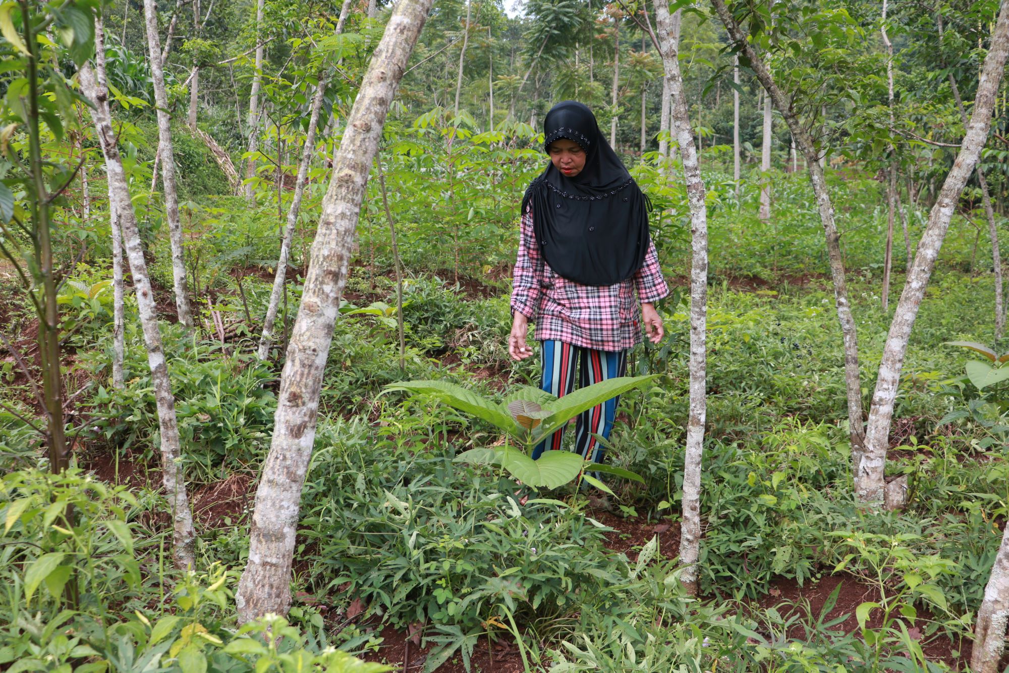 The Story of Euis Maryati: Widowed and Planting Trees to Support Her Family