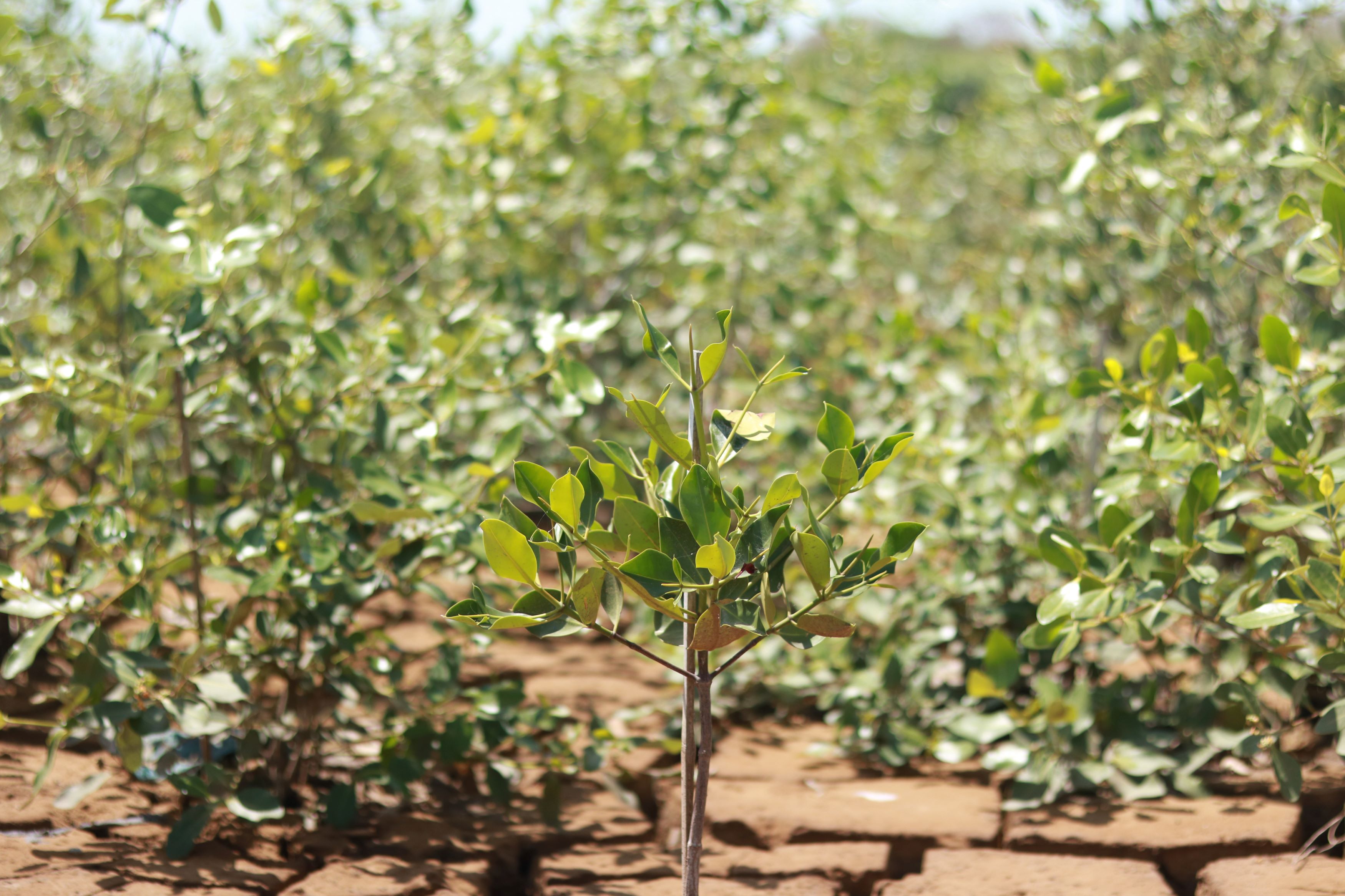 Mangrove Restoration and culinary tradition in Pati - Trees4Trees