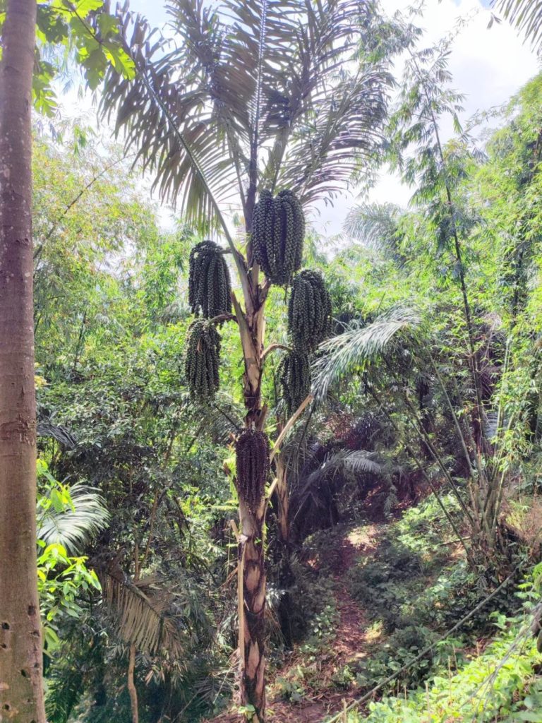 A Hub of Biodiversity: Exploring the Citarum - Trees4Trees