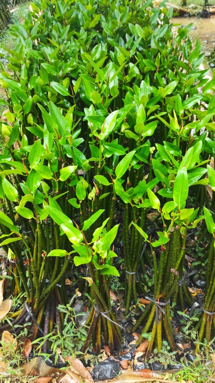 “Trendy and Engaging”: Yutaka Farm Makes Mangroves Fun - Trees4Trees