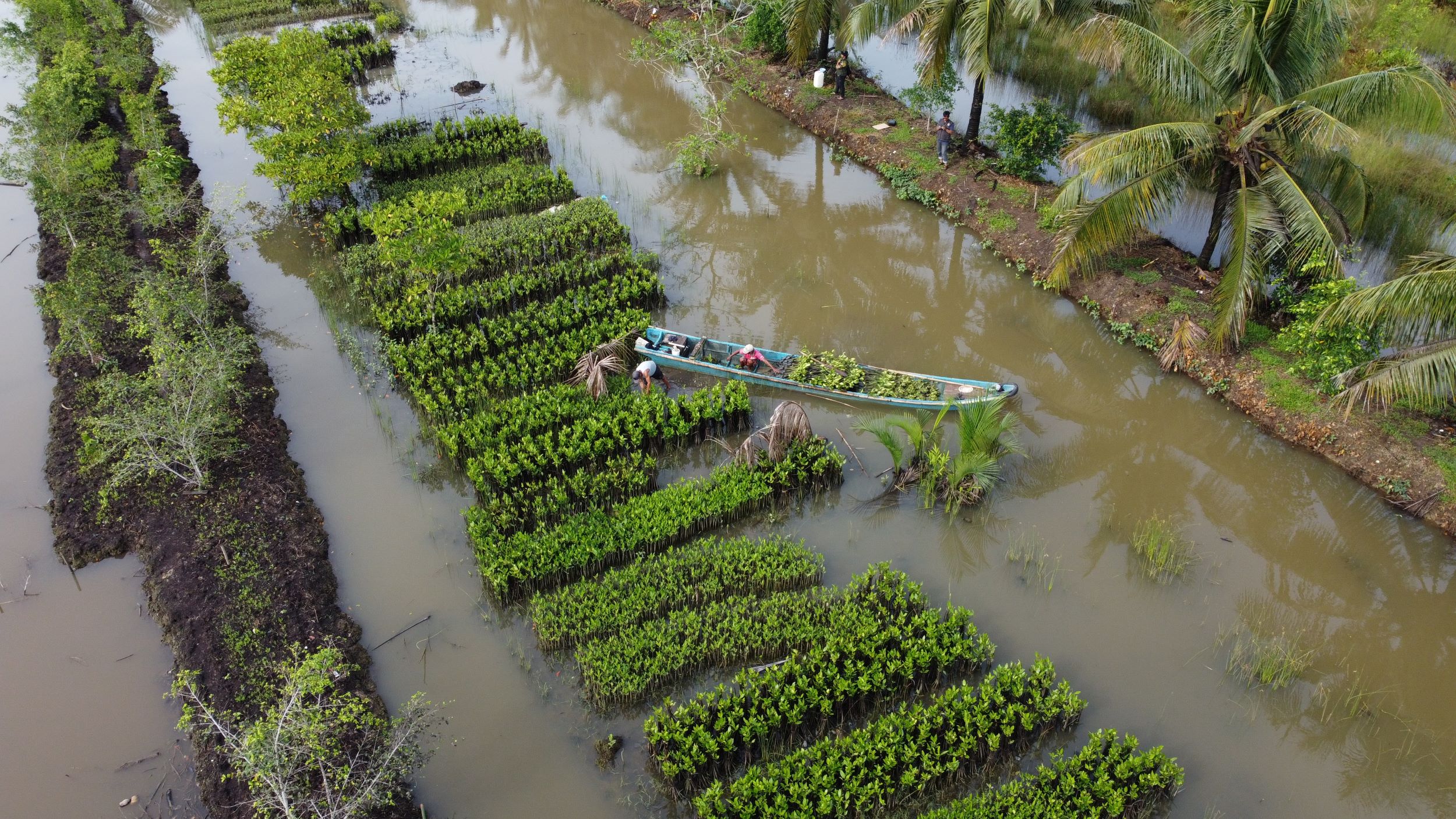 Restoring Mangroves in Cilacap, Central Java Blogs - Trees4Trees Restoring Mangroves in Cilacap, Central Java Blogs - Trees4Trees