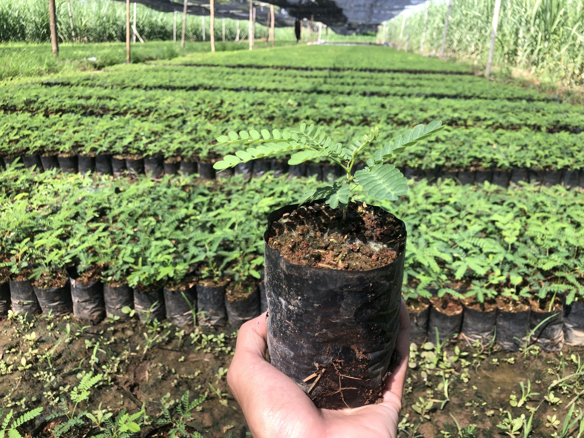 Witness the Flourishing Journey of Seedlings Activities - Trees4Trees