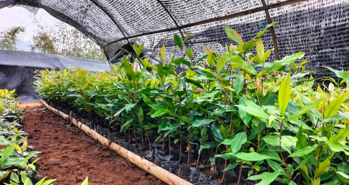 Nursery Highlights: Growing Multi-purpose Trees Species - Trees4Trees