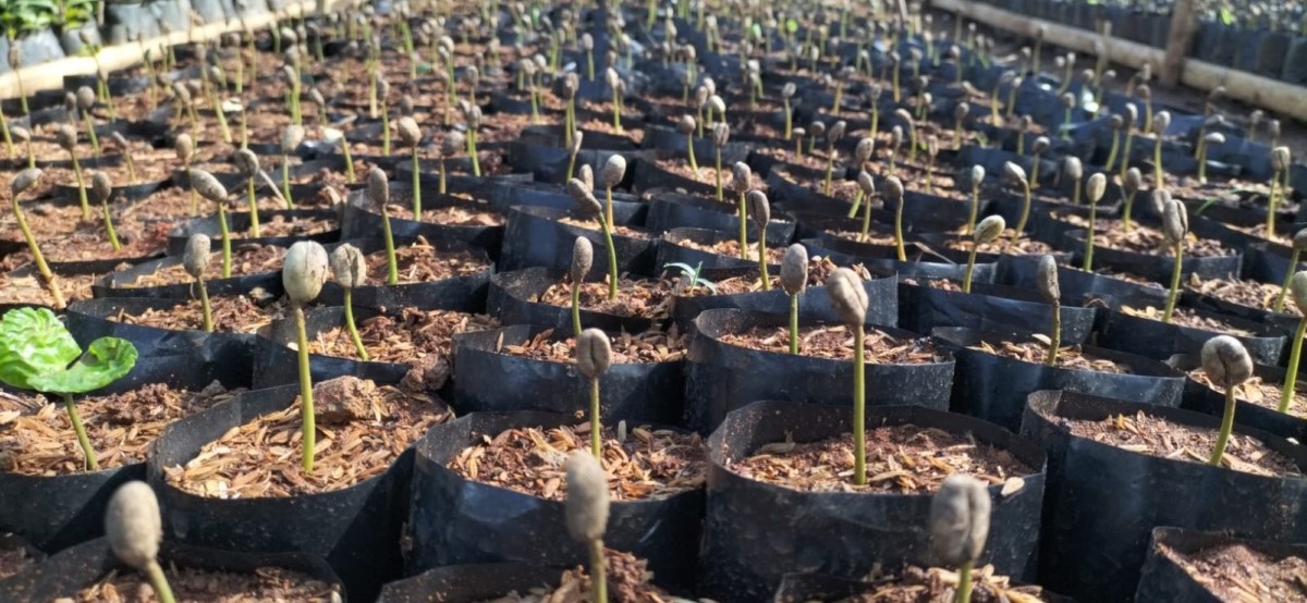 Nursery Highlights: Growing Multi-purpose Trees Species - Trees4Trees