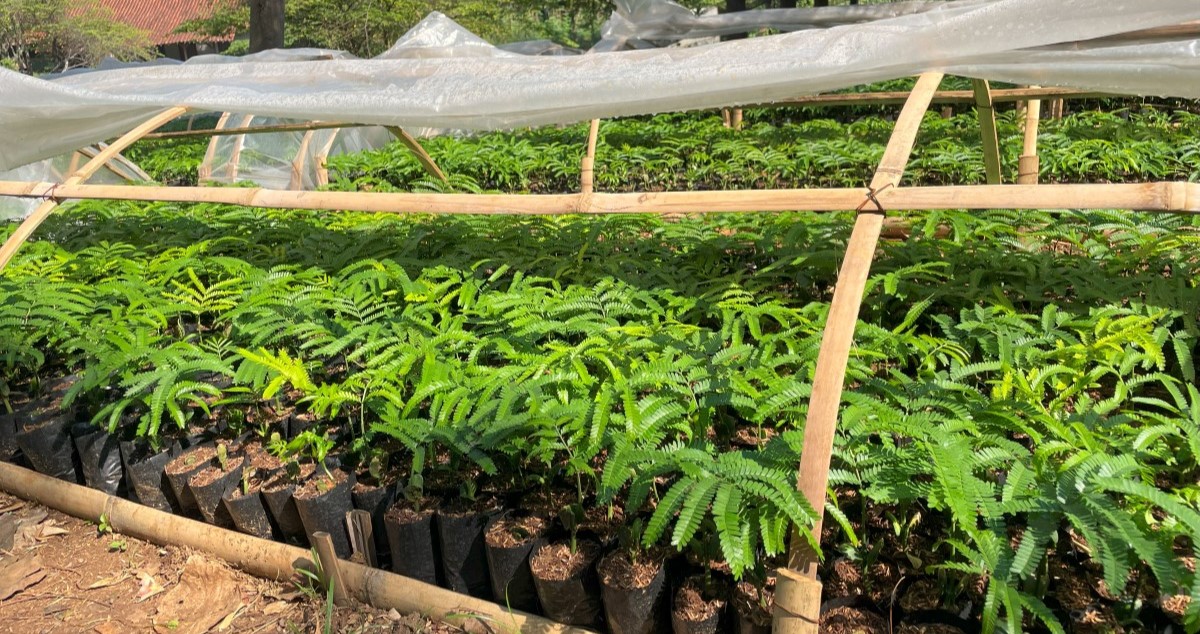 Nursery Highlights: Growing Multi-purpose Trees Species - Trees4Trees