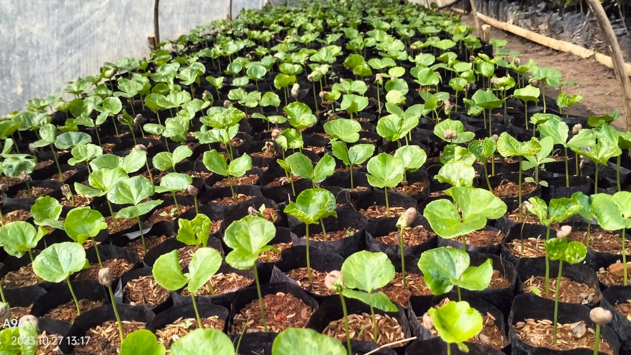 Nursery Highlights: Growing Multi-purpose Trees Species - Trees4Trees