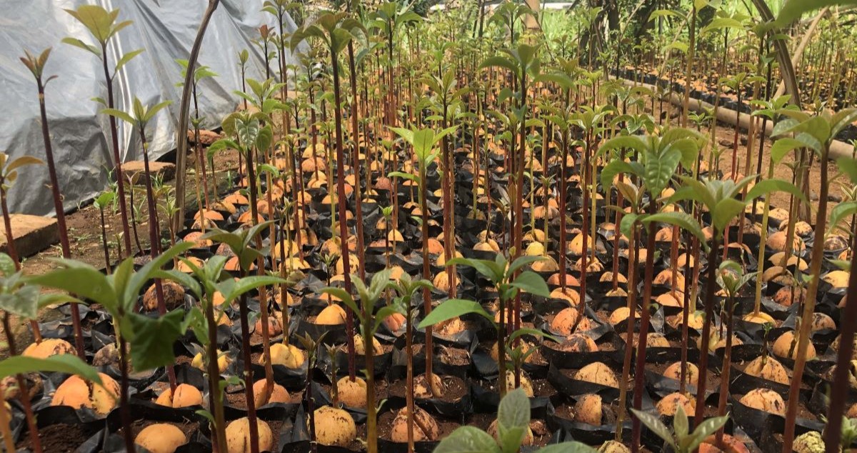 Nursery Highlights: Growing Multi-purpose Trees Species - Trees4Trees