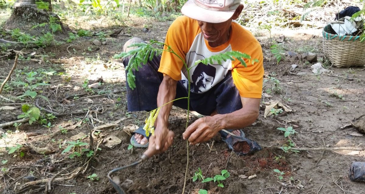 How do Trees Help Conserve Water on Earth? - Trees4Trees