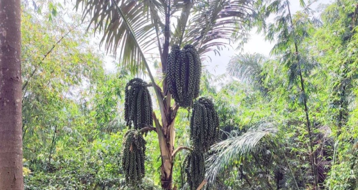 How do Trees Help Conserve Water on Earth? - Trees4Trees