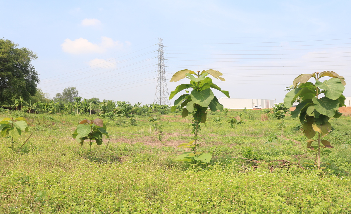 Microsoft’s Green Initiative: Expanding Urban Forests in West Java